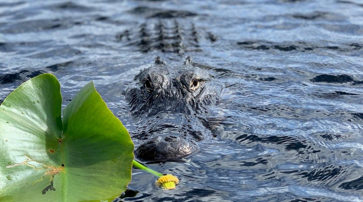 Everglades Airboat Tours | Airboat Rides Miami | Wildlife