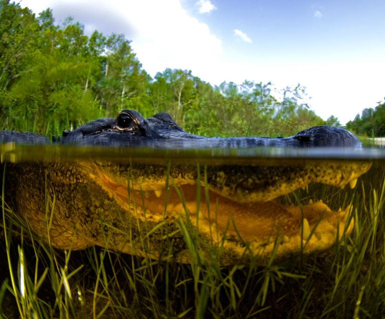 Everglades Airboat Rides & Sunset Tours in Miami & Ft. Lauderdale